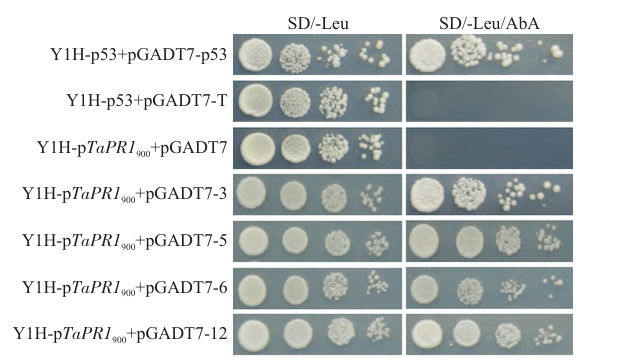 浅谈酵母单杂技术 - 卡梅德生物