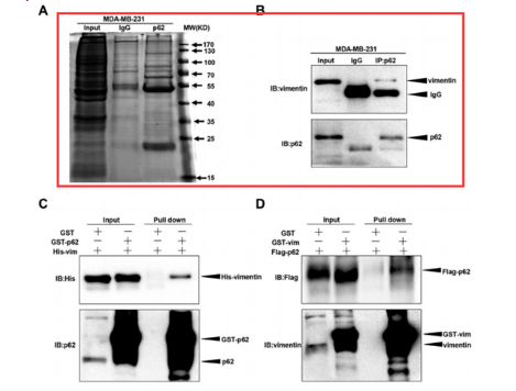浅谈CO-IP实验-原理，应用，流程 - 卡梅德生物