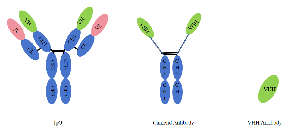 纳米抗体发现平台